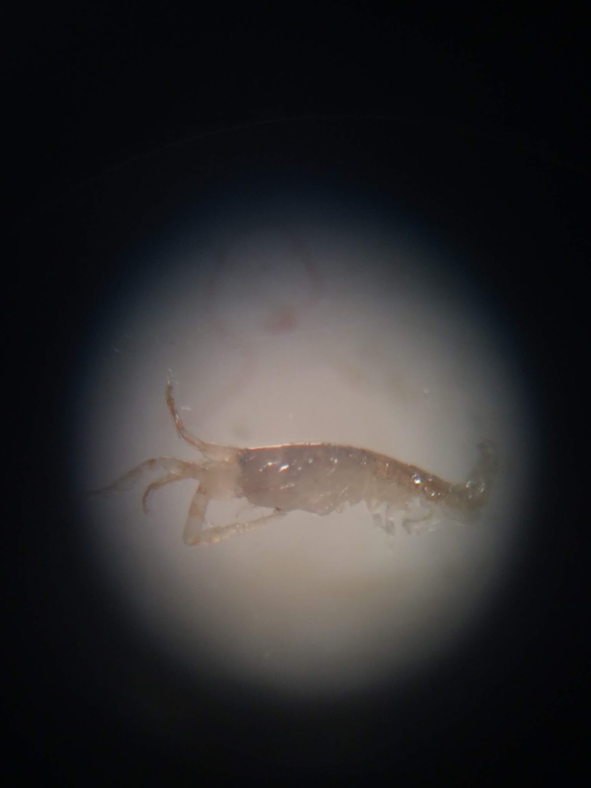 Análisis de muestras de plancton y meiofauna