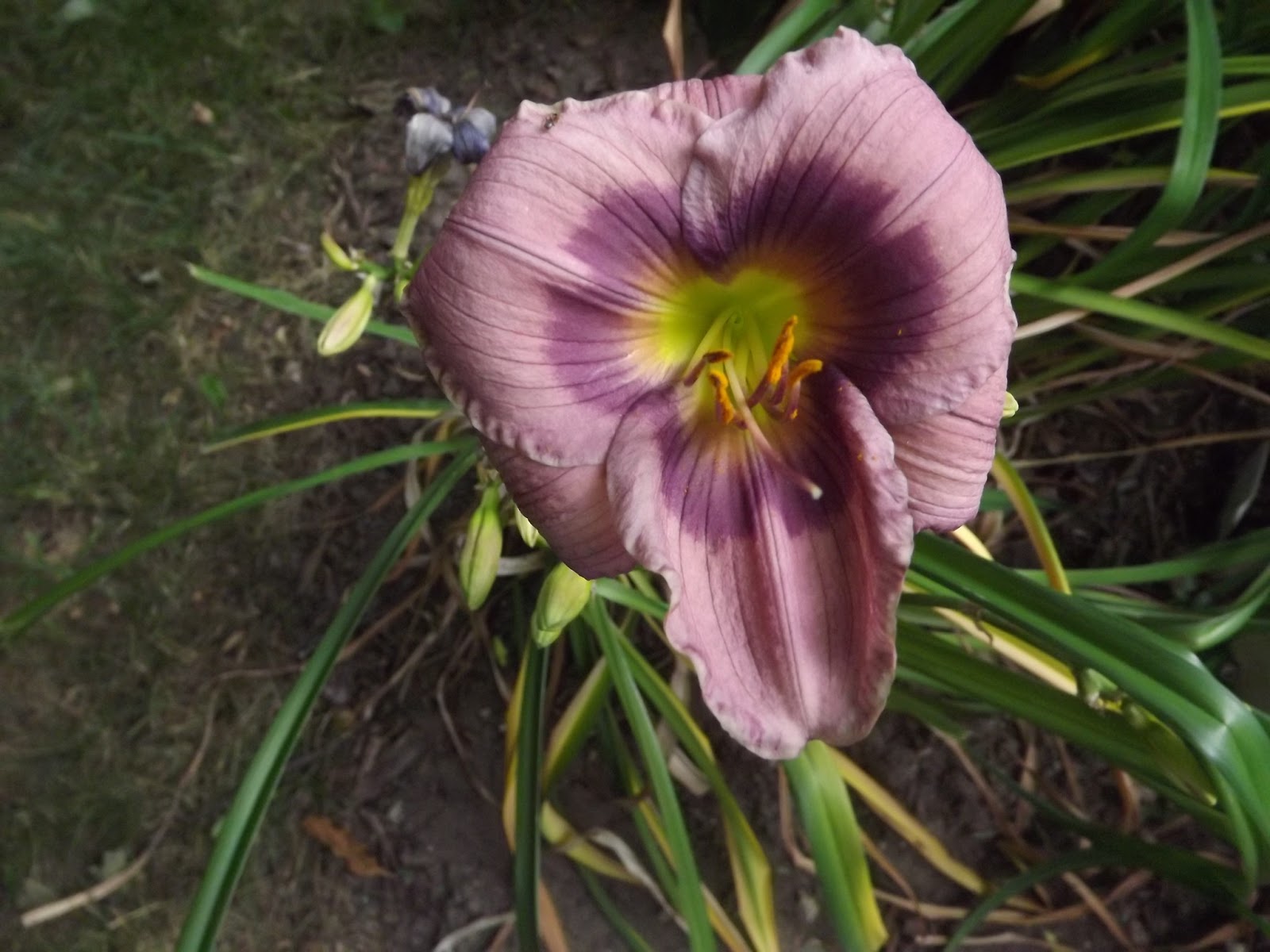 Michigan Gardener: 2013