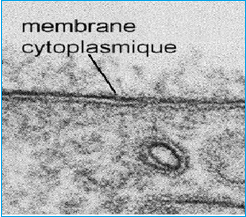 Membrane cellulaire Définition et Structure avec Schémas | Bio faculté