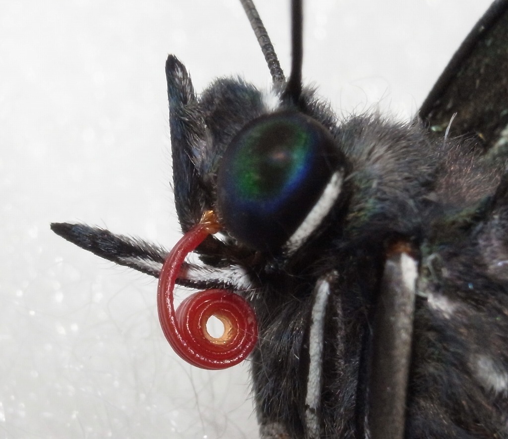 BSJ Blog (English Version): The Constable (Genus Dichorragia) and its ...