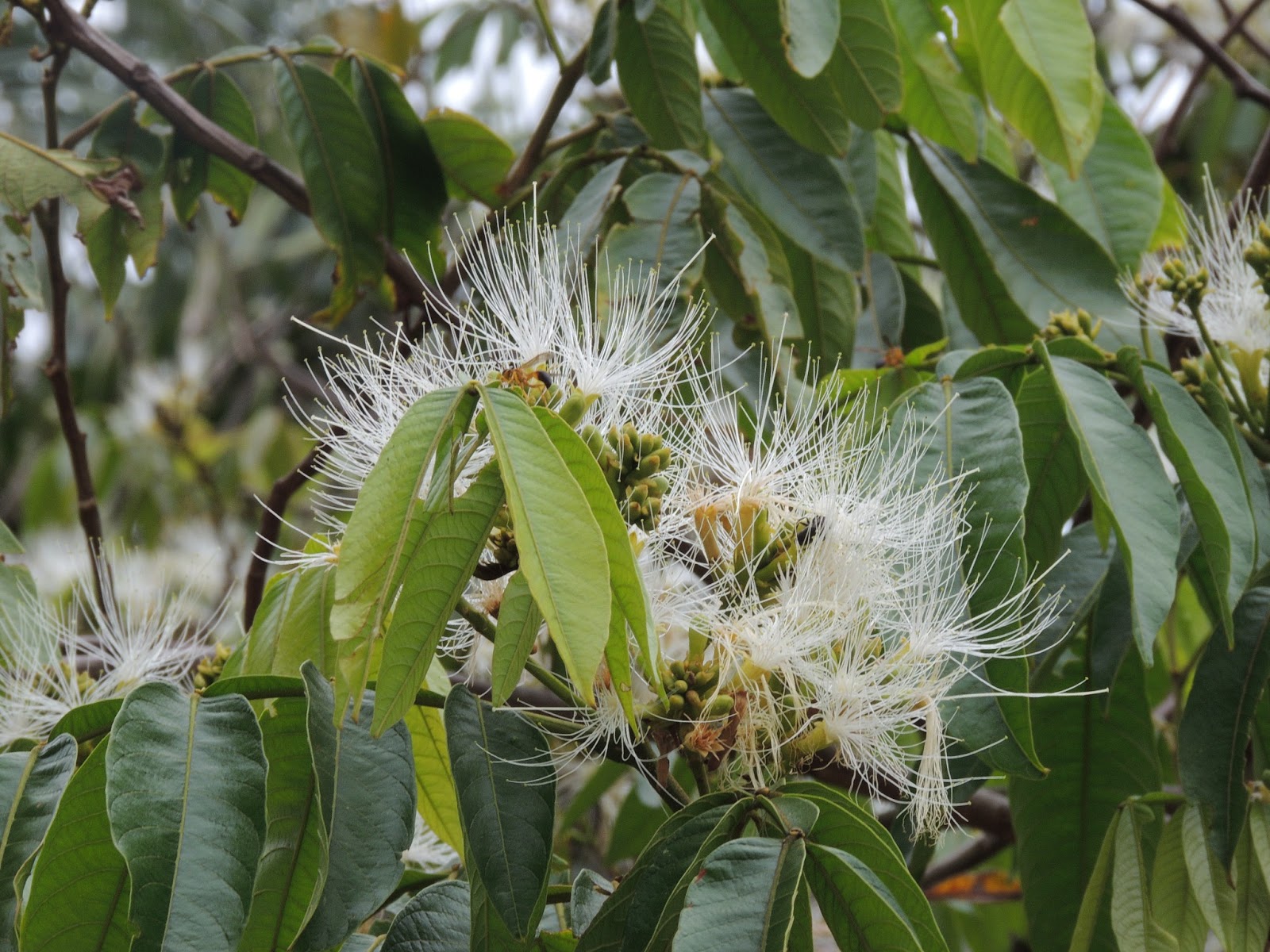 The Flowering plants (Leguminosae - Fabaceae): Fabaceae - Inga edulis ...