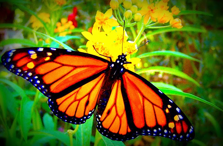 Montreal Simon: The Con Regime and the Honey Bee Apocalypse