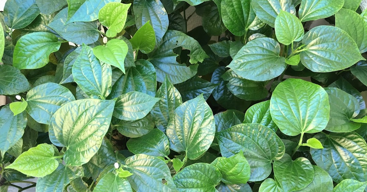 Premier Craft: Nasi Kerabu (Khao Jam) Juice Ingredient