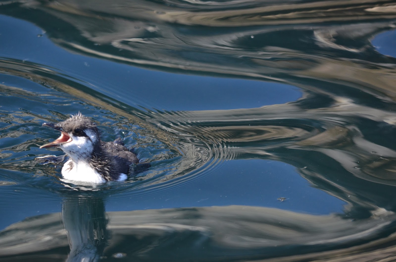 The Jumplings are Jumping - Serenity Farne Islands Boat Tours and Trips