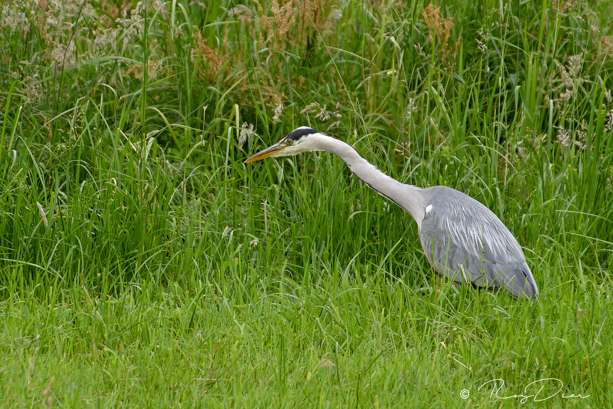 Foto's: Blauwe reiger