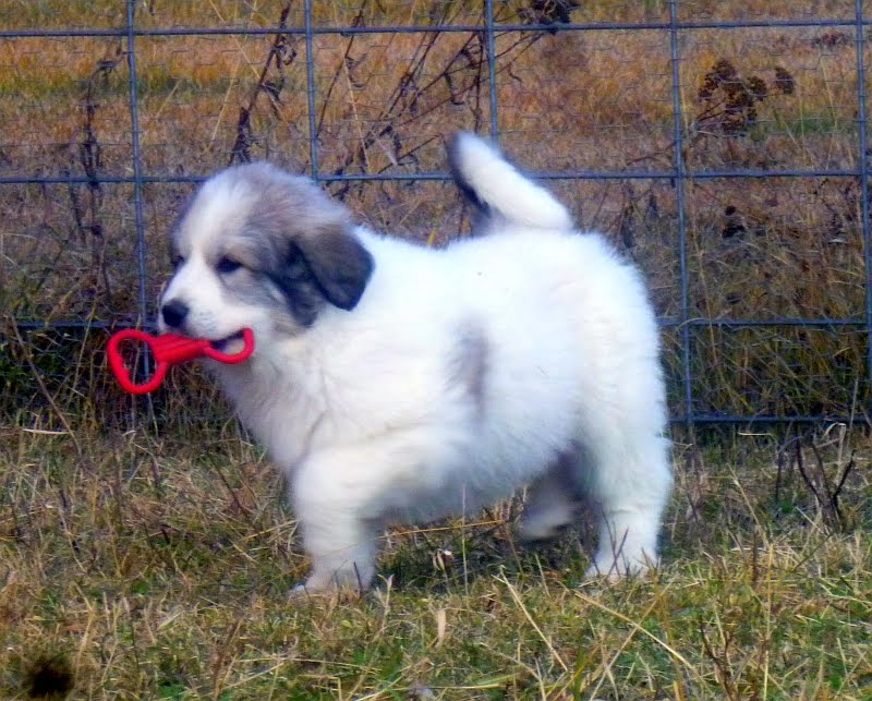 Rural Revolution: Puppy love