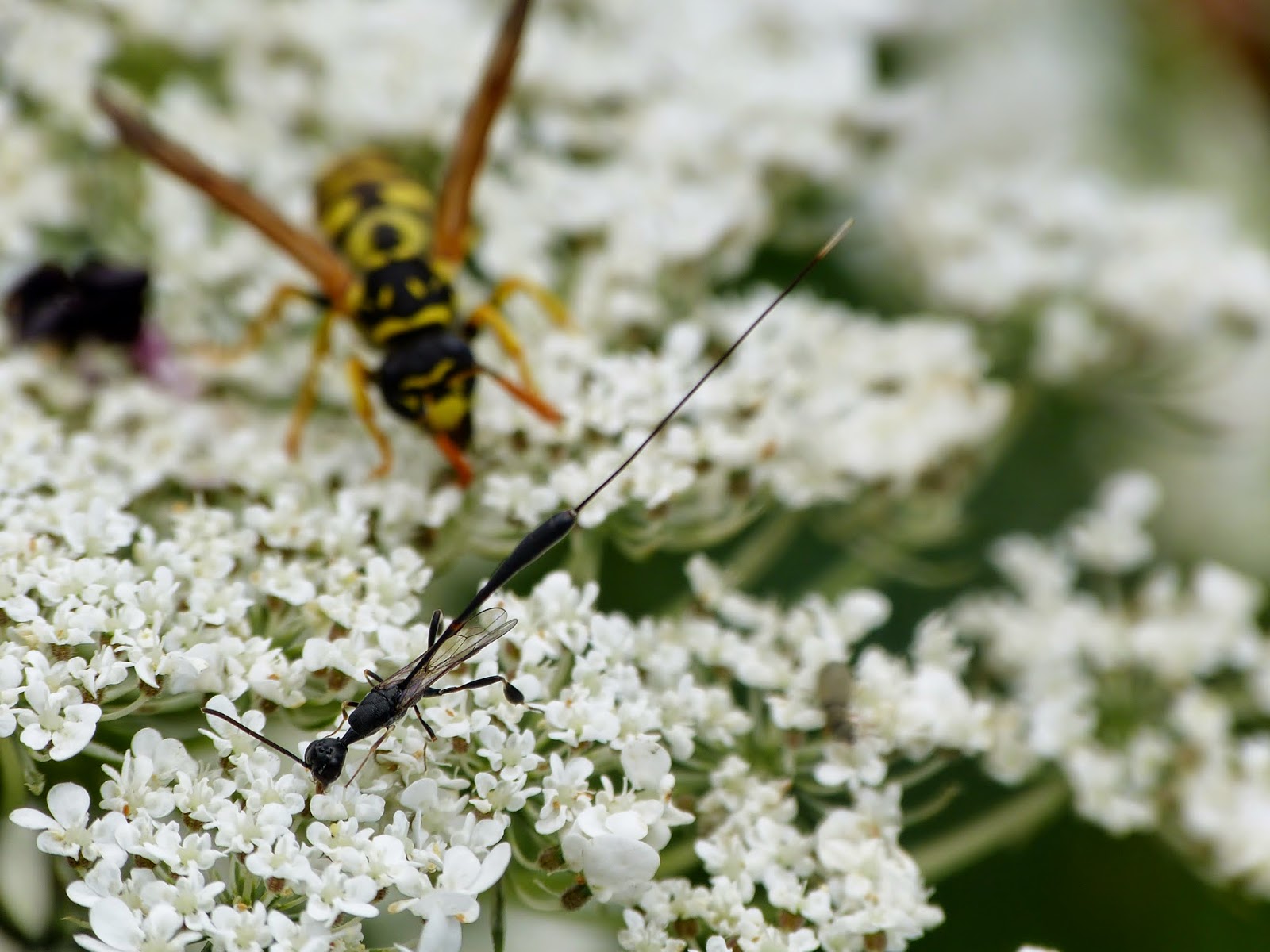 Photos d'insectes: Les Hyménoptères - Sous-ordre des Apocrites