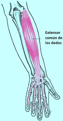 Extensor%2Bcomun%2Bde%2Blos%2Bdedos.png
