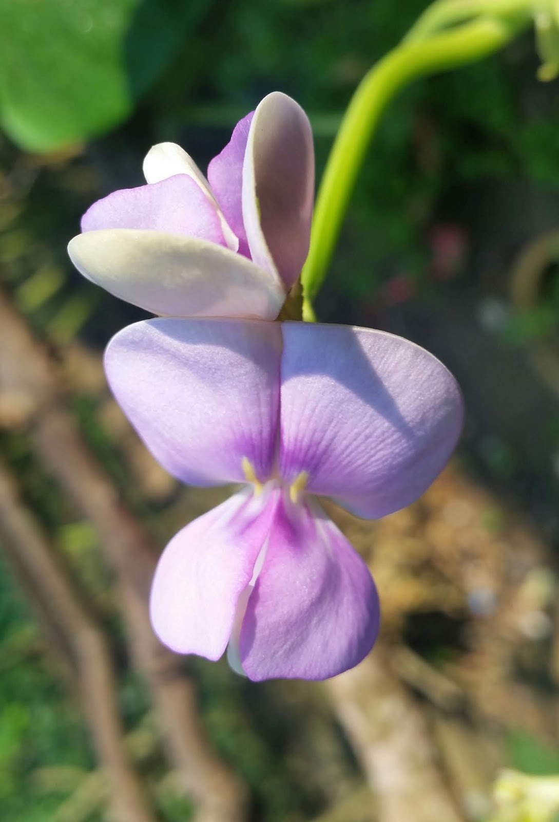 Warisan Petani: Pokok Kacang Panjang Ular