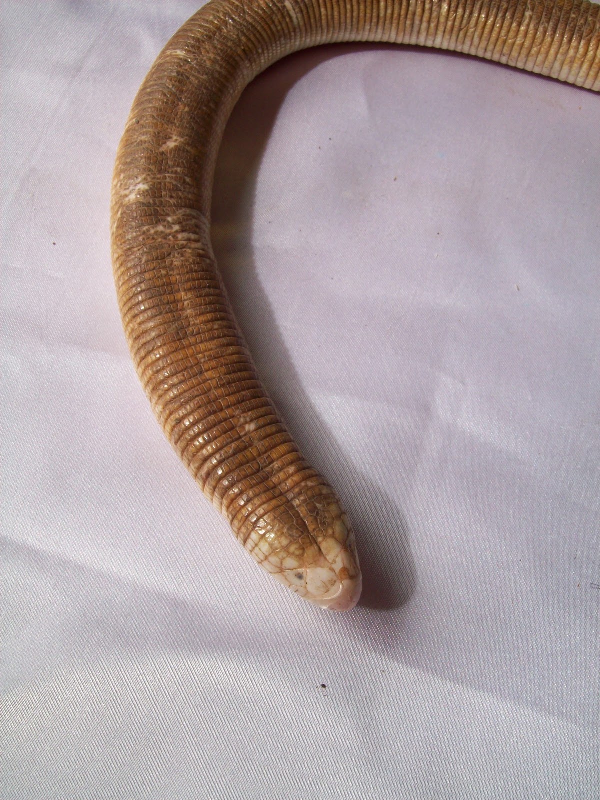 Brigada de Socorristas y Atenciòn Mèdica San Diego B.R.I.S.A.M.S.D ...