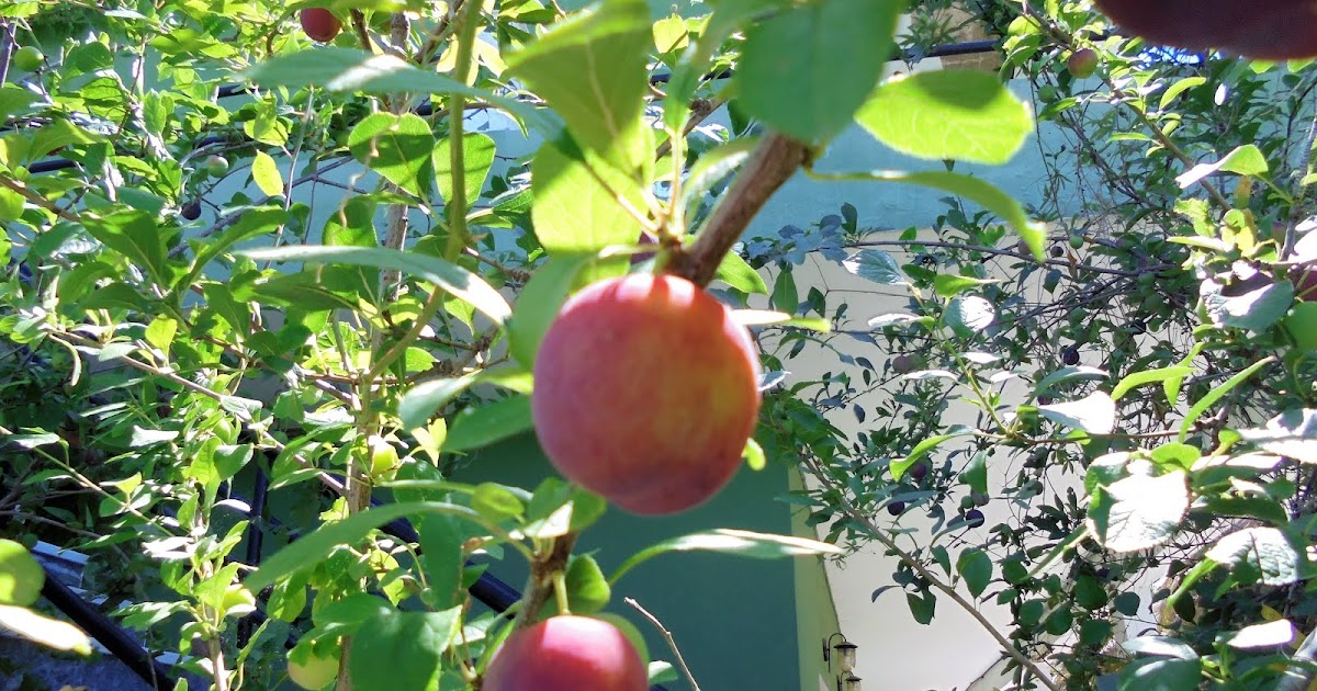 Corfu, St George South, Fruits