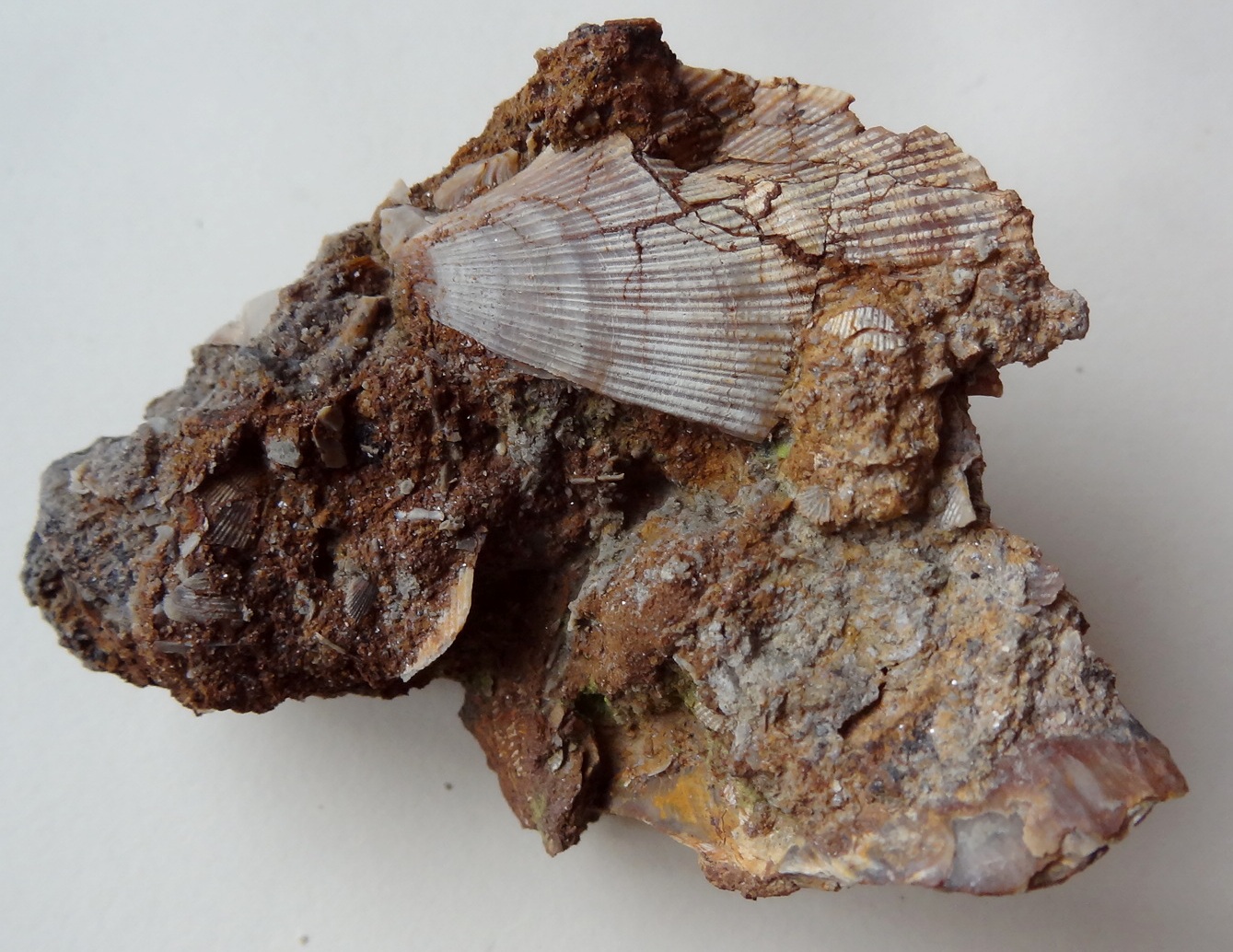 Fossils Pictures: FossilsPictures: Sea-Urchin Spine, Corals, Gastropods