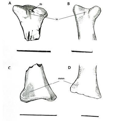 EL JOVE PALEONTÒLEG: Dos nous "venators" del Cretaci superior nord-americà