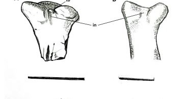 EL JOVE PALEONTÒLEG: Dos nous "venators" del Cretaci superior nord-americà