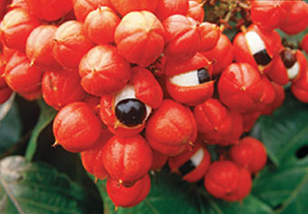 Vida Buena: FRUTA NO PÉ - GUARANÁ - FOTO DA SEMANA