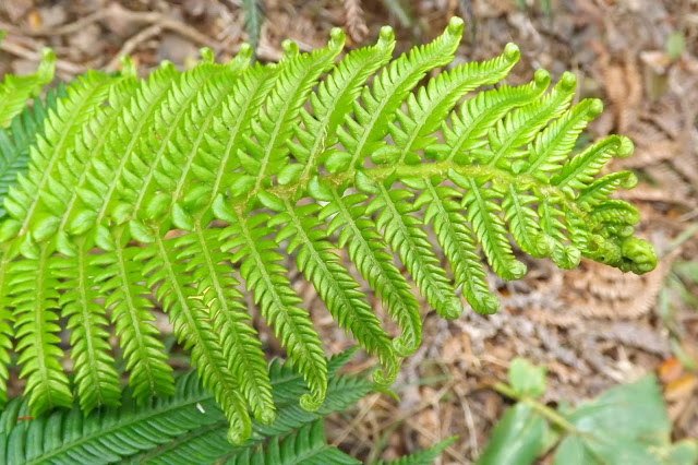 Donnelly Oceantics: KOKE'E APRIL-MAY 2013