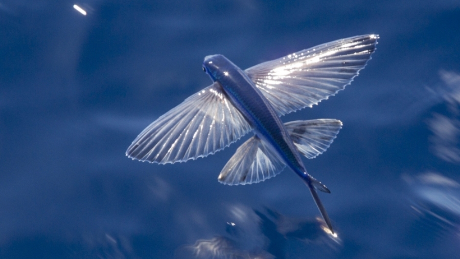 ΧΕΛΙΔΟΝΟΨΑΡΟ (FLYING FISH) photos - wallpapers | the fun bank