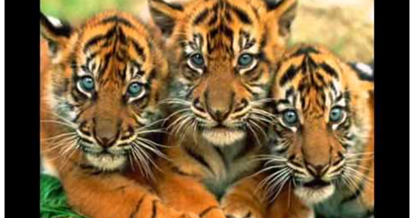 NumeroUnity: The Smartphone Tiger