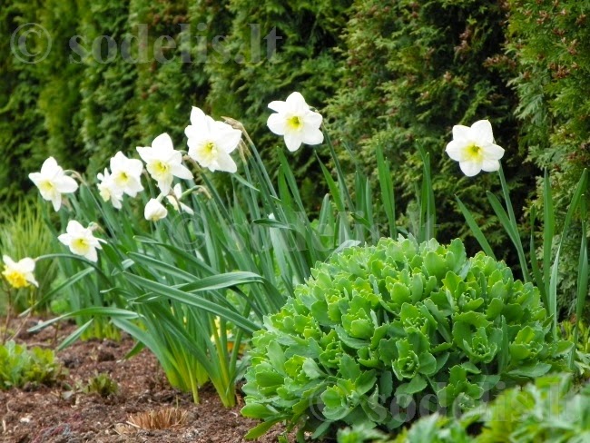 sodelis.lt: Praktiška narcizų kaimynystė
