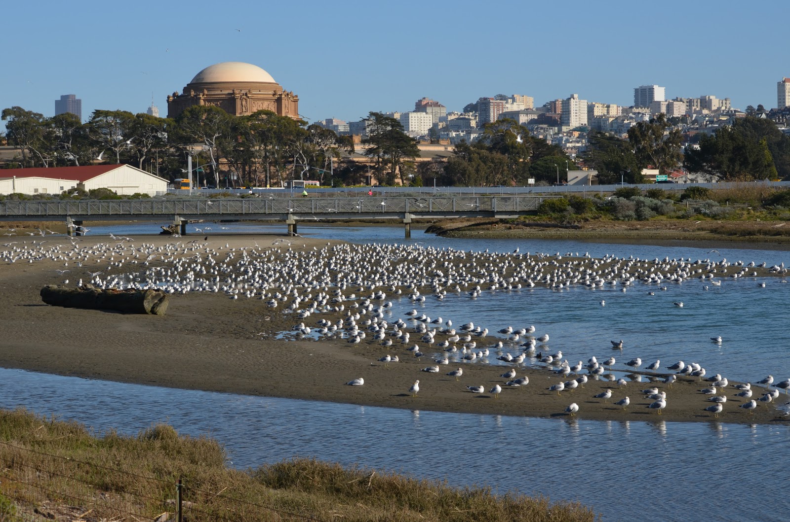 Be Your Best Birder: How To Identify Gulls...A Conundrum