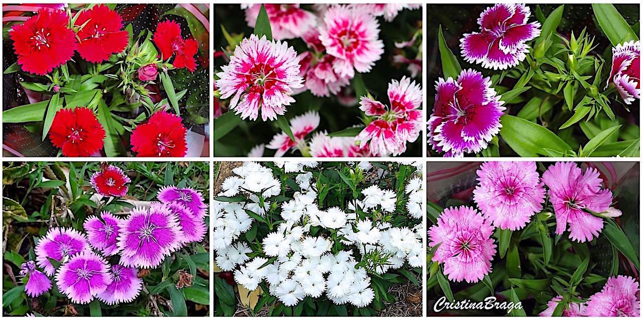 Cravina - Dianthus chinensis
