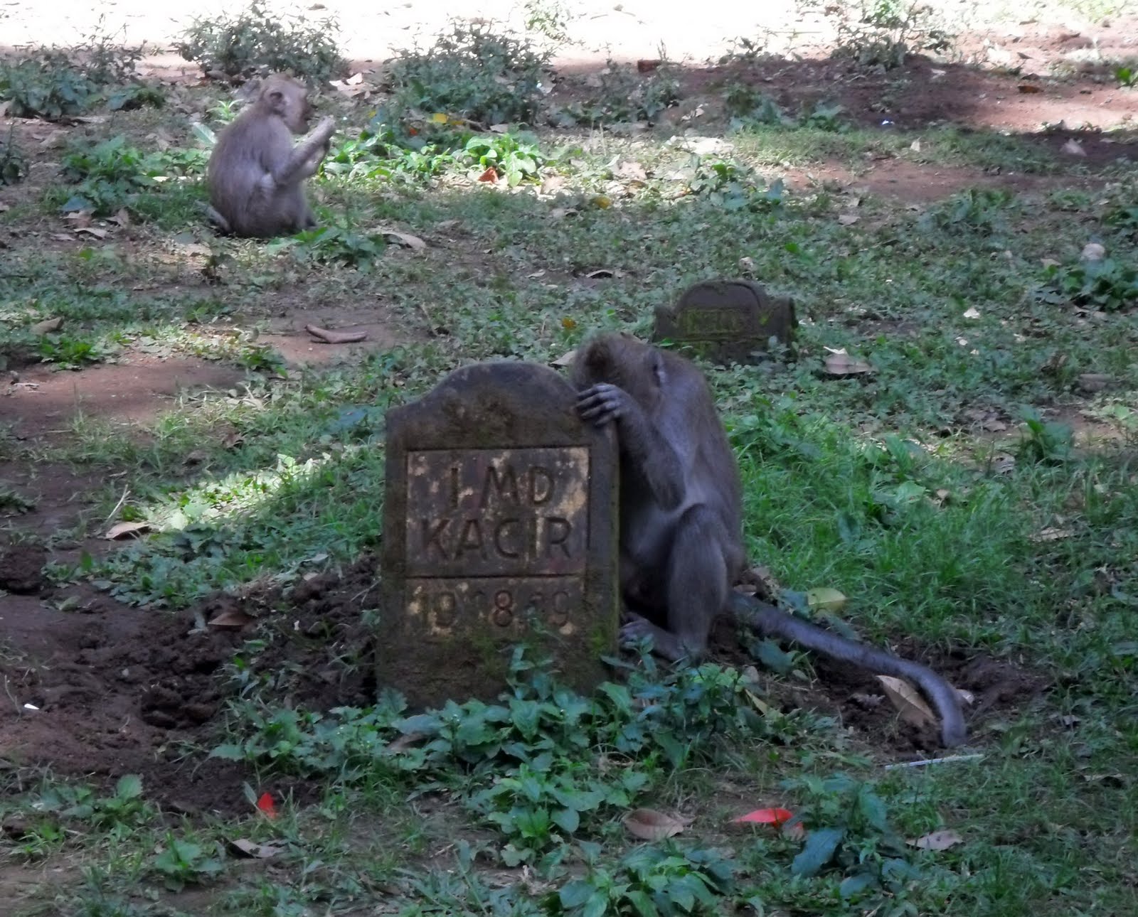 Freelance Flaneur: Twelve monkeys