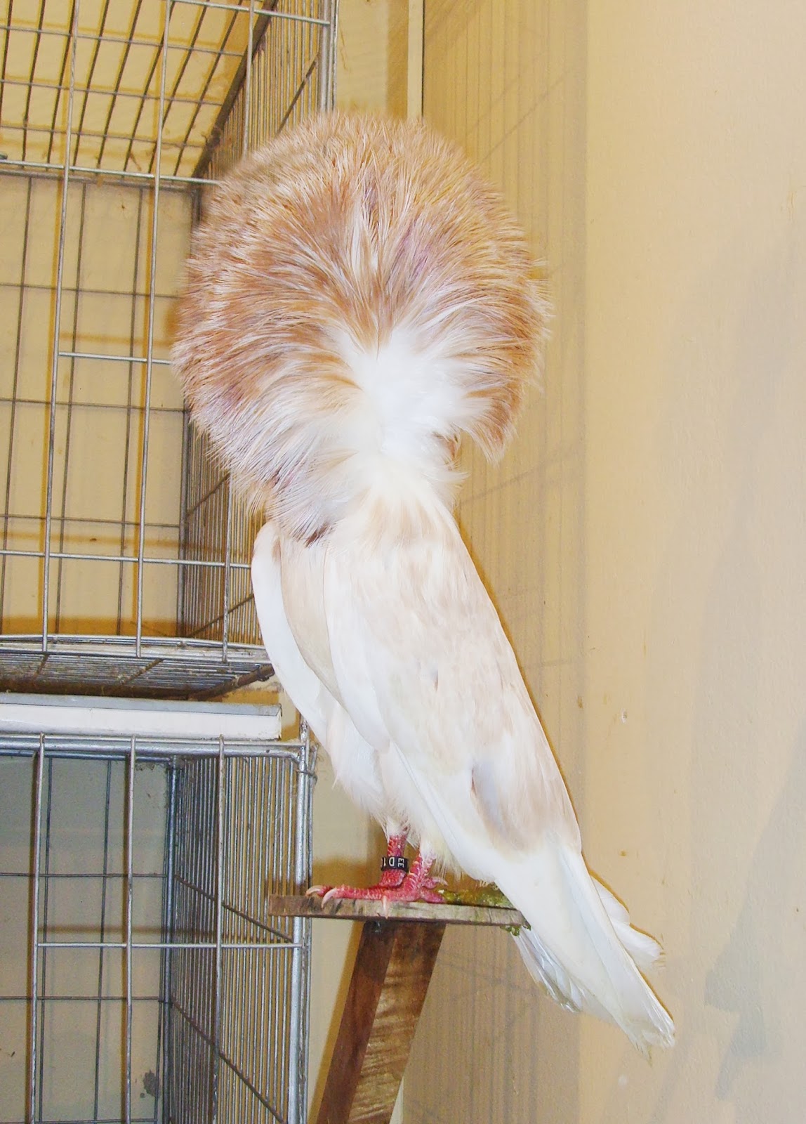 pigeon | WELCOME TO PIGEON LOVERS