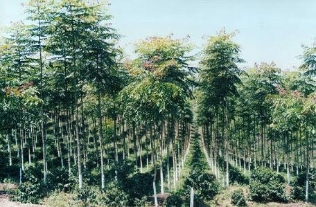 Información y Entretenimiento: [GA] Semillas de Cedro Rosado de la India
