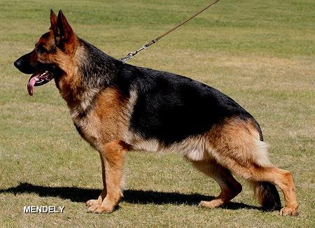 PSICOLMASCOT: Adiestramiento Canino. El perro de defensa -7 El Pastor Alemá