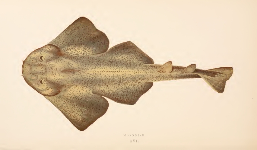 The Study: The Piscatorial Presentation of the Oceanographic Oddities