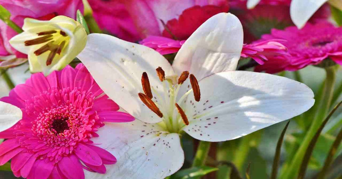 ANATOMIE ET DISSECTION D'UNE FLEUR