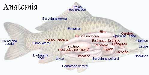 Paixão por Aquário: Anatomia dos peixes