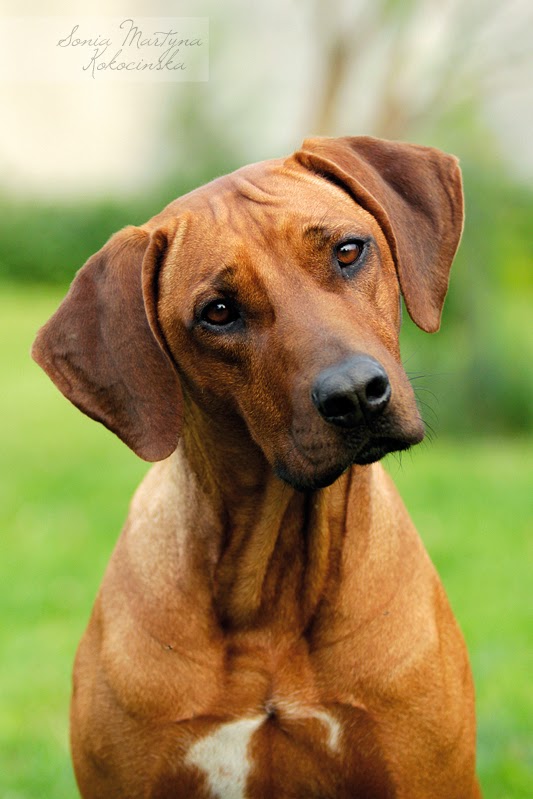 Bolling With 5: Meet Sadie!!!!