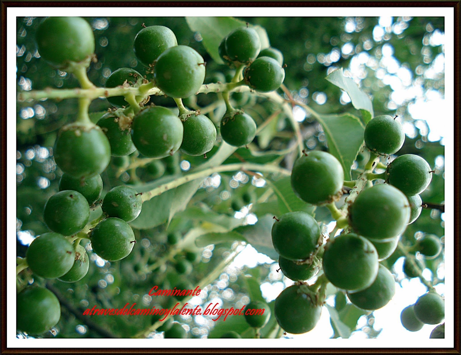 A través del camino y la lente: FRUTO DEL CAPULÍN EN MADURACIÓN