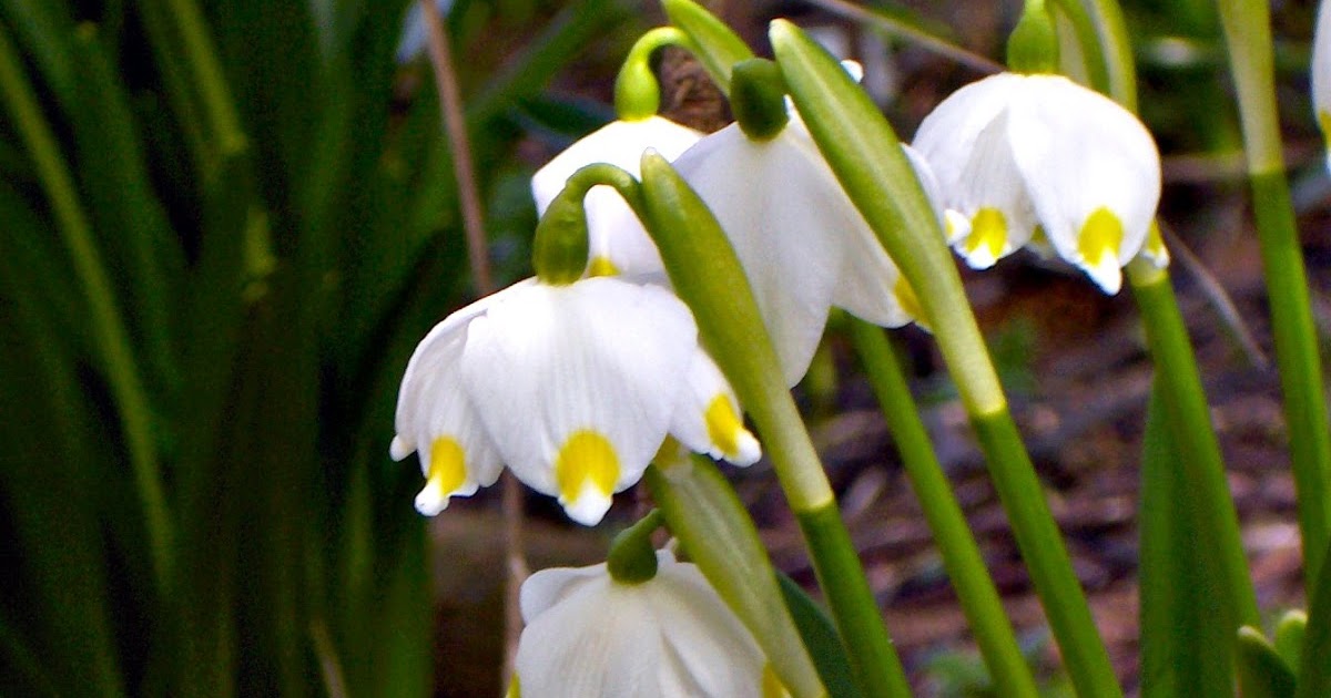 Karen`s Nature Photography: Blooming Snowflake Flowers.