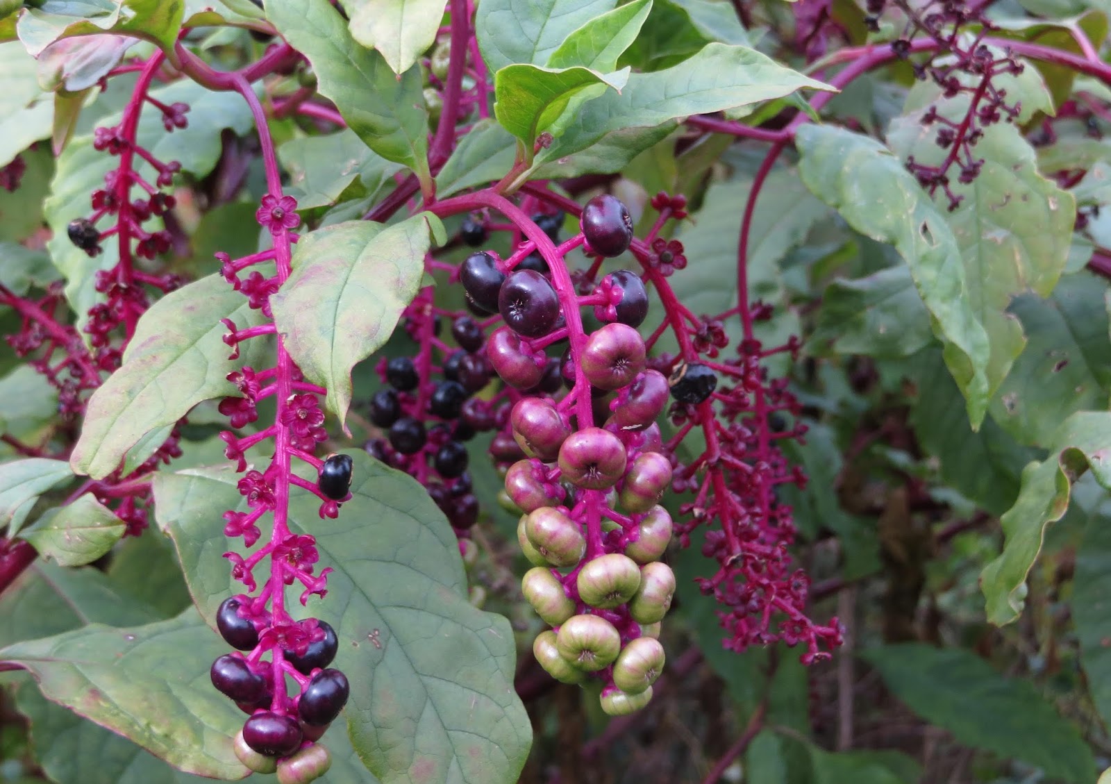 Ichabod, The Glory Has Departed: Pokeweed, Fireweed, Butterfly Weed ...