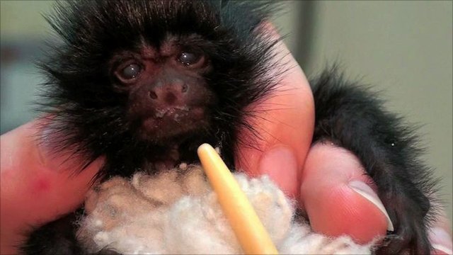 SOLYMONE BLOG: RARE LION TAMARIN MONKEY BORN IN U.K
