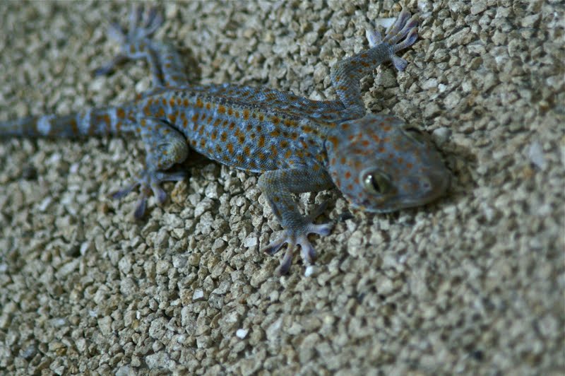 My Life in Cebu!: The Fuss on "Tuko"