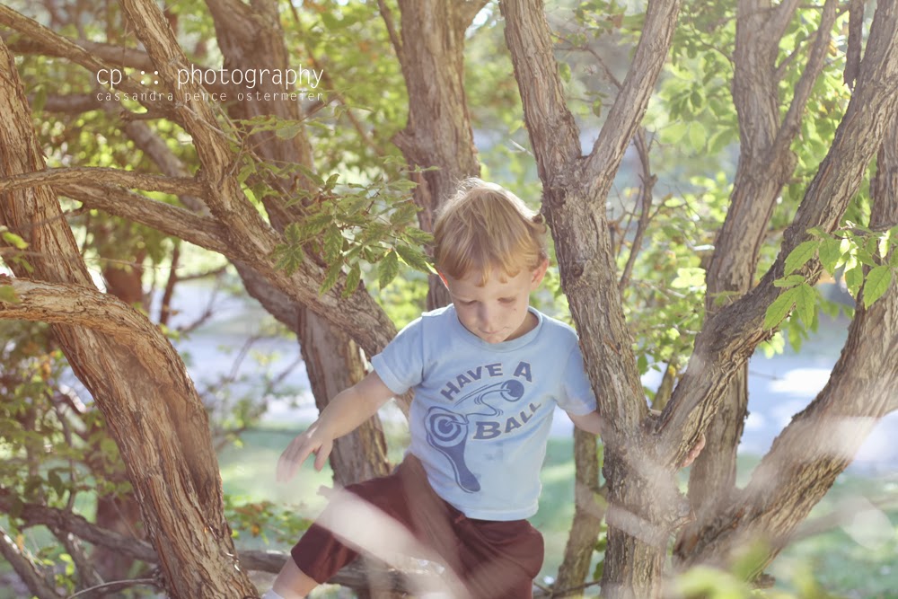 sassafras: let's go climb a tree :: family photography