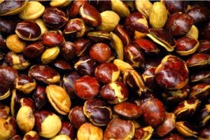 Dasyatnya manfaat jengkol bagi tubuh ~ HerbalNewsPedia