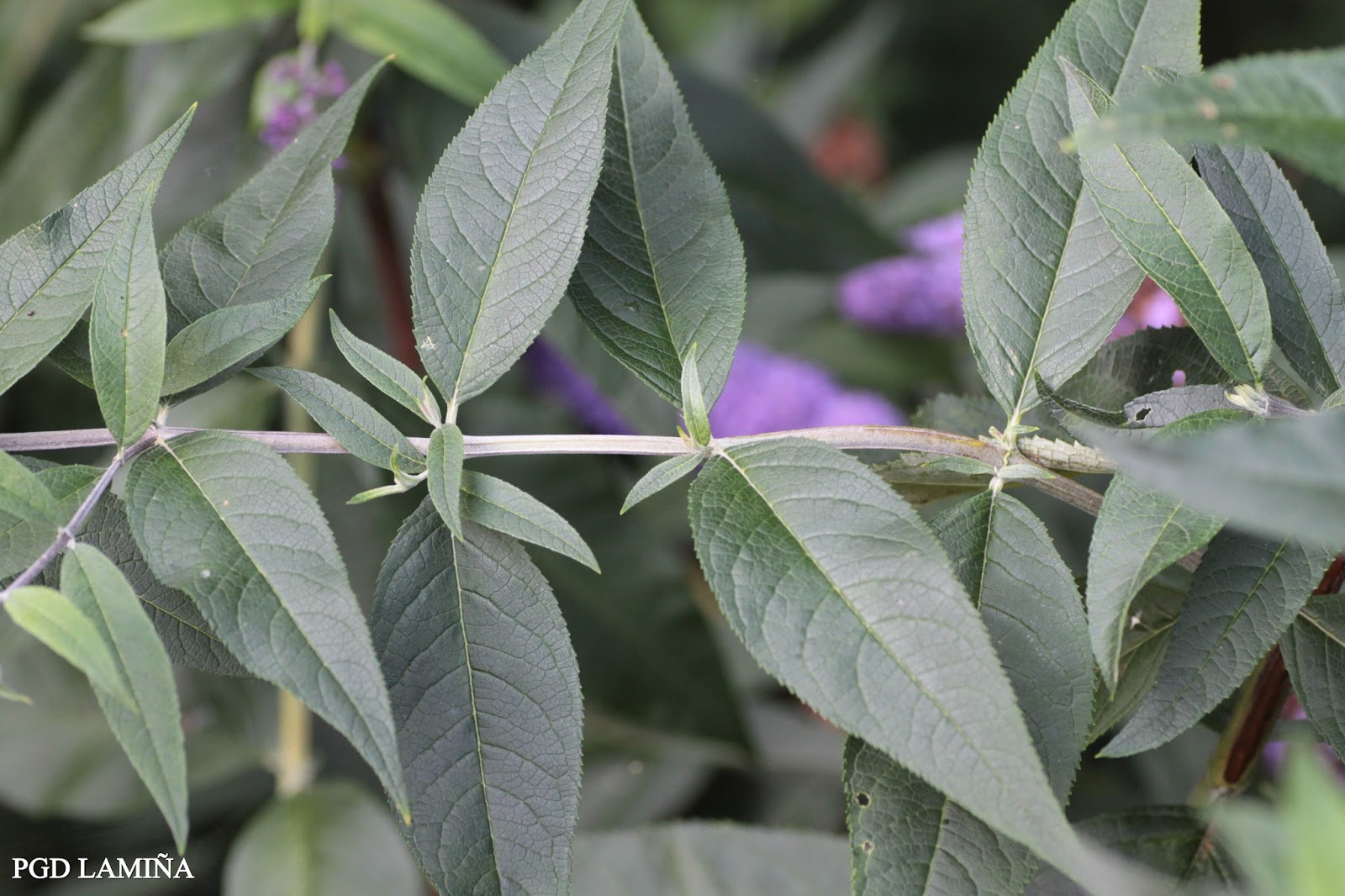 BUDDLEJA DAVIDII. budleya.