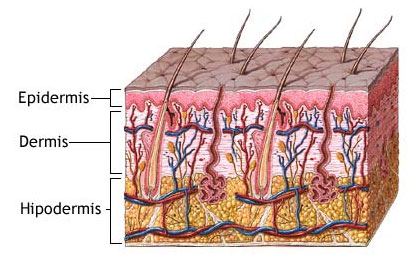activaenat: El tacto