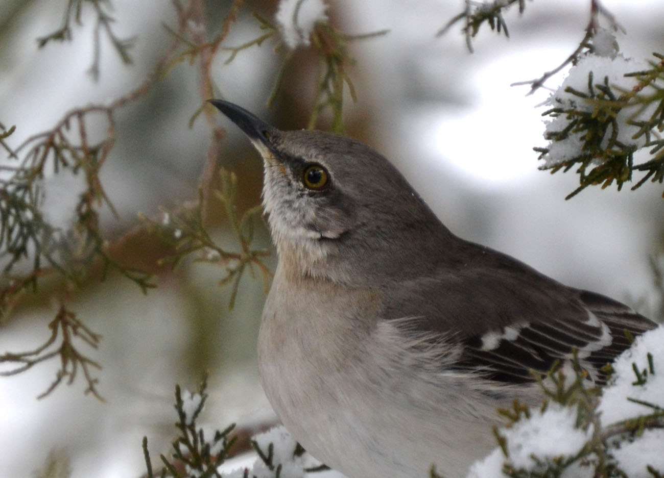 Woods Walks and Wildlife: Surprise Snow, and Birds All Over