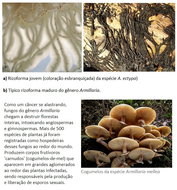 Pando e Humongous Fungus: os dois maiores organismos vivos da Terra ...
