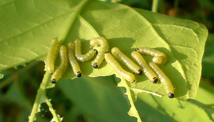 Jenis-jenis Hama Tanaman dan Cara Mengendalikannya