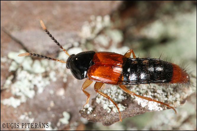 Uģa Piterāna dabas foto blogs: Dienas Vabole - Bolitobius cingulatus