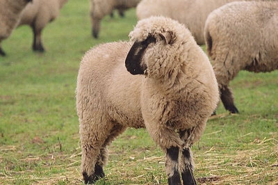 OVINOCULTURA: CLASIFICACION Y RAZAS DE OVINOS