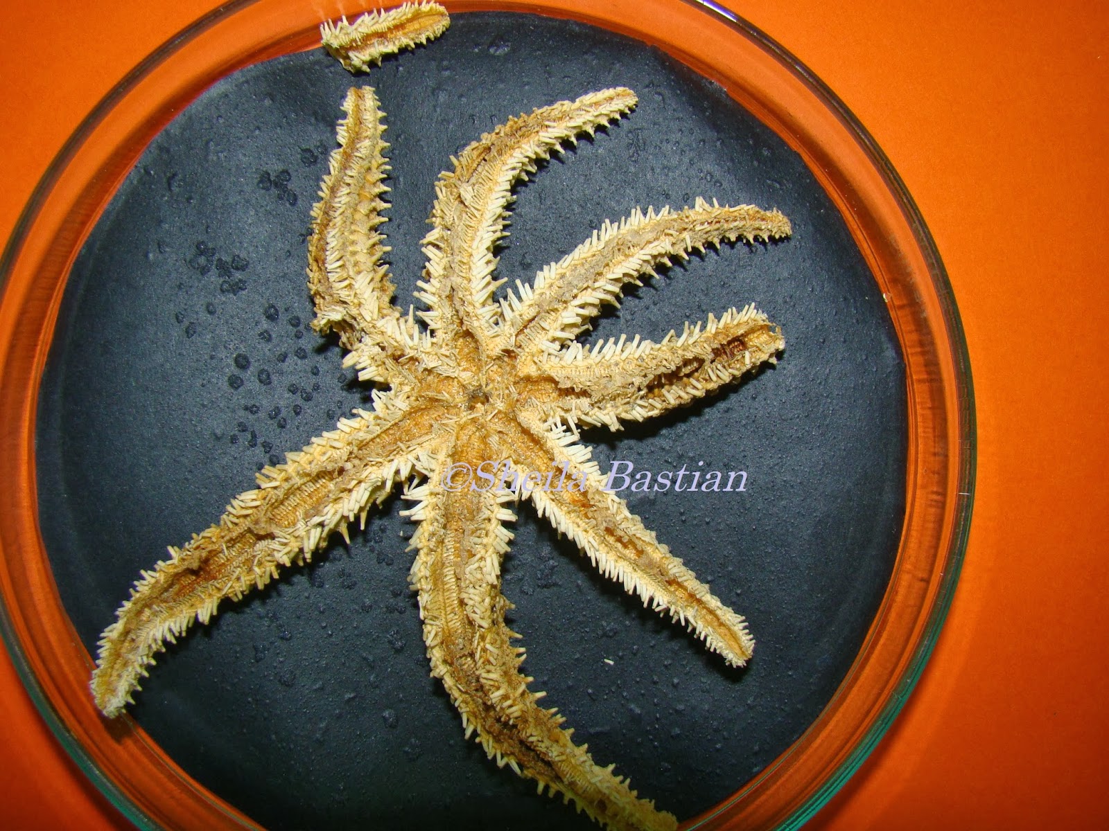 Science Magazine: How does a starfish move?