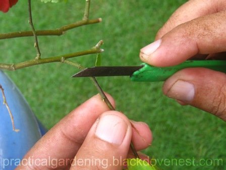 Practical Gardening: Steps for Air Layering or Marcotting