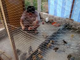 Mahat Terhebat Farm: Penternakan Itik Muscovy / Itik Nila / Itik Serati